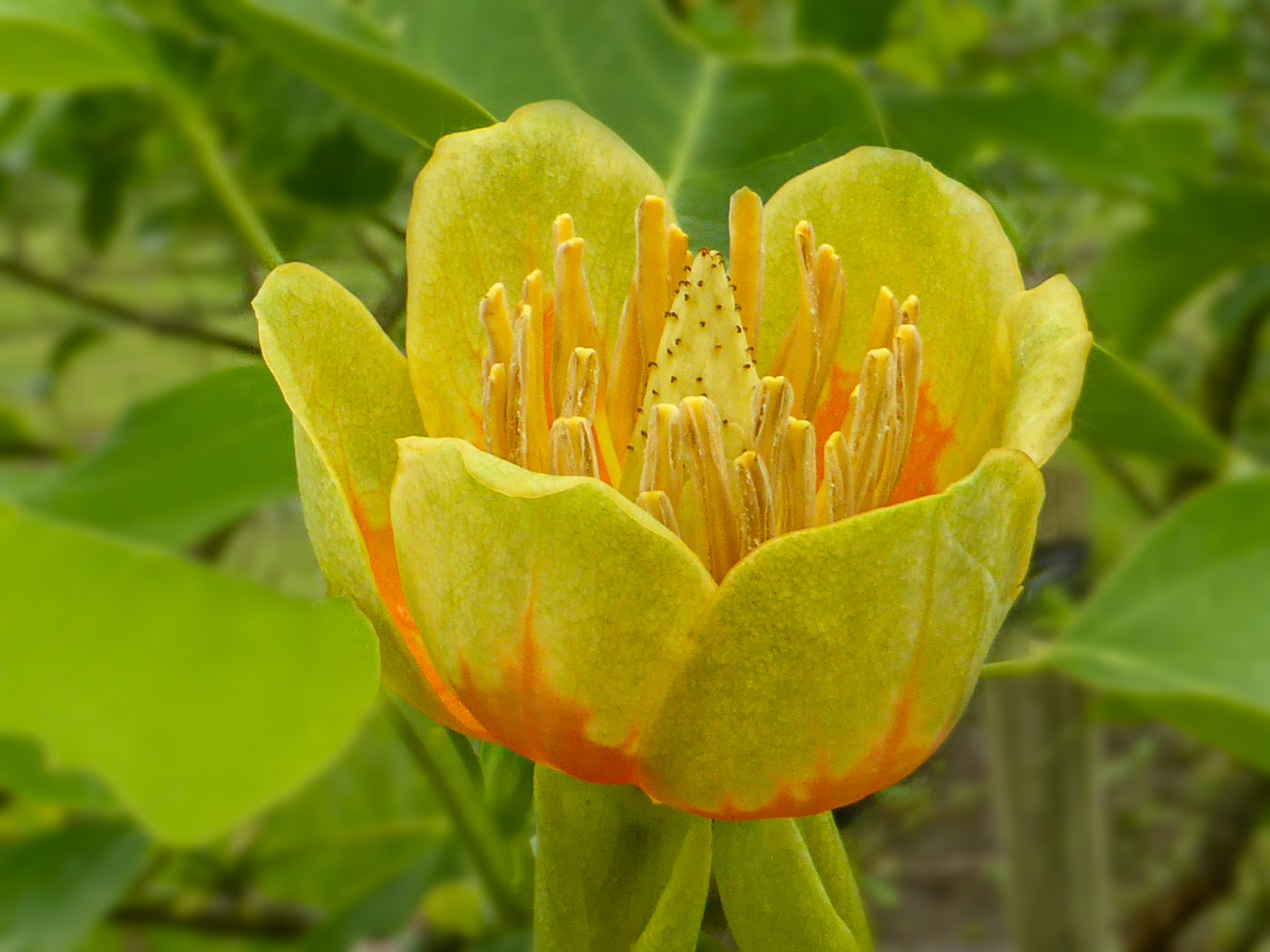 Liriodendron tulipifera | Magnoliaceae - Van den Berk Nurseries